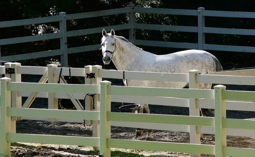 Explore the Barn – Parkside Stables
