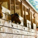 How We Train – Parkside Stables